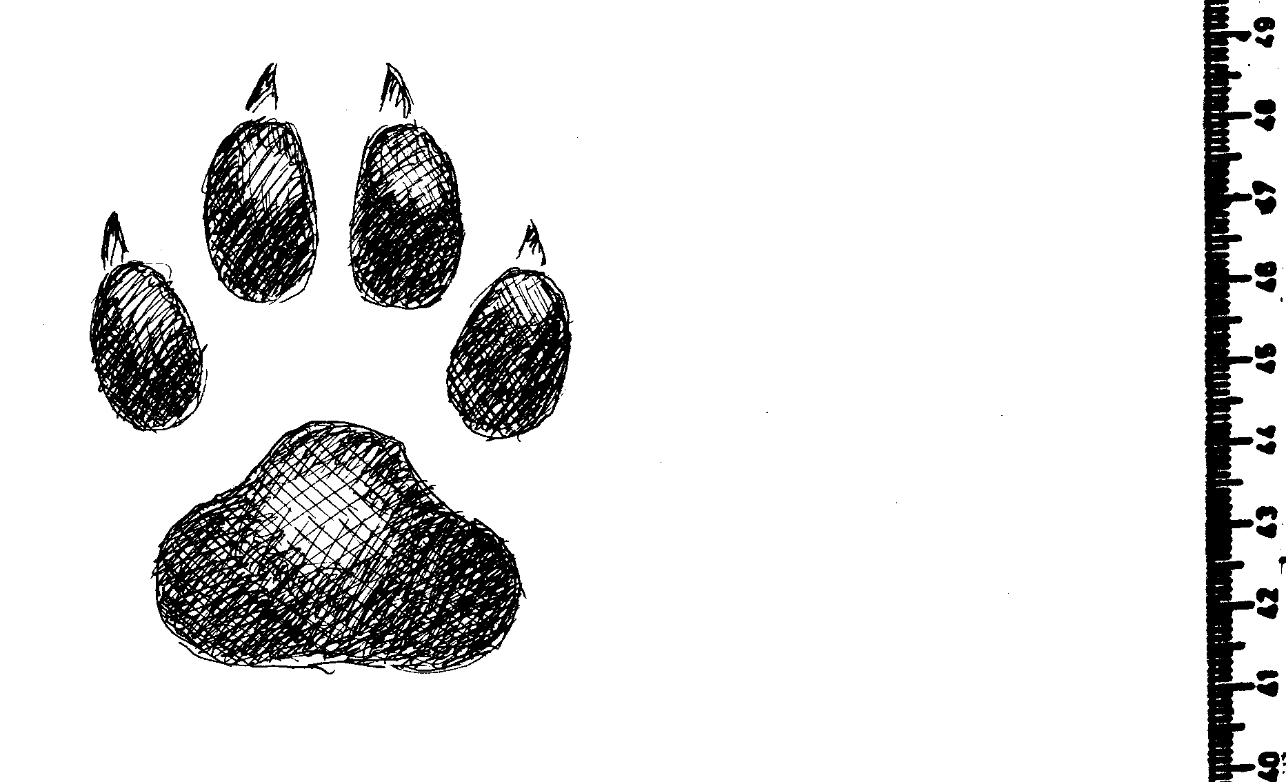 Naše šelmy - Svět šelem