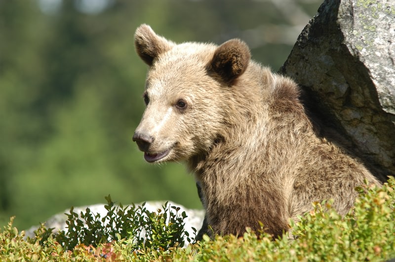 Medvěd - Svět šelem